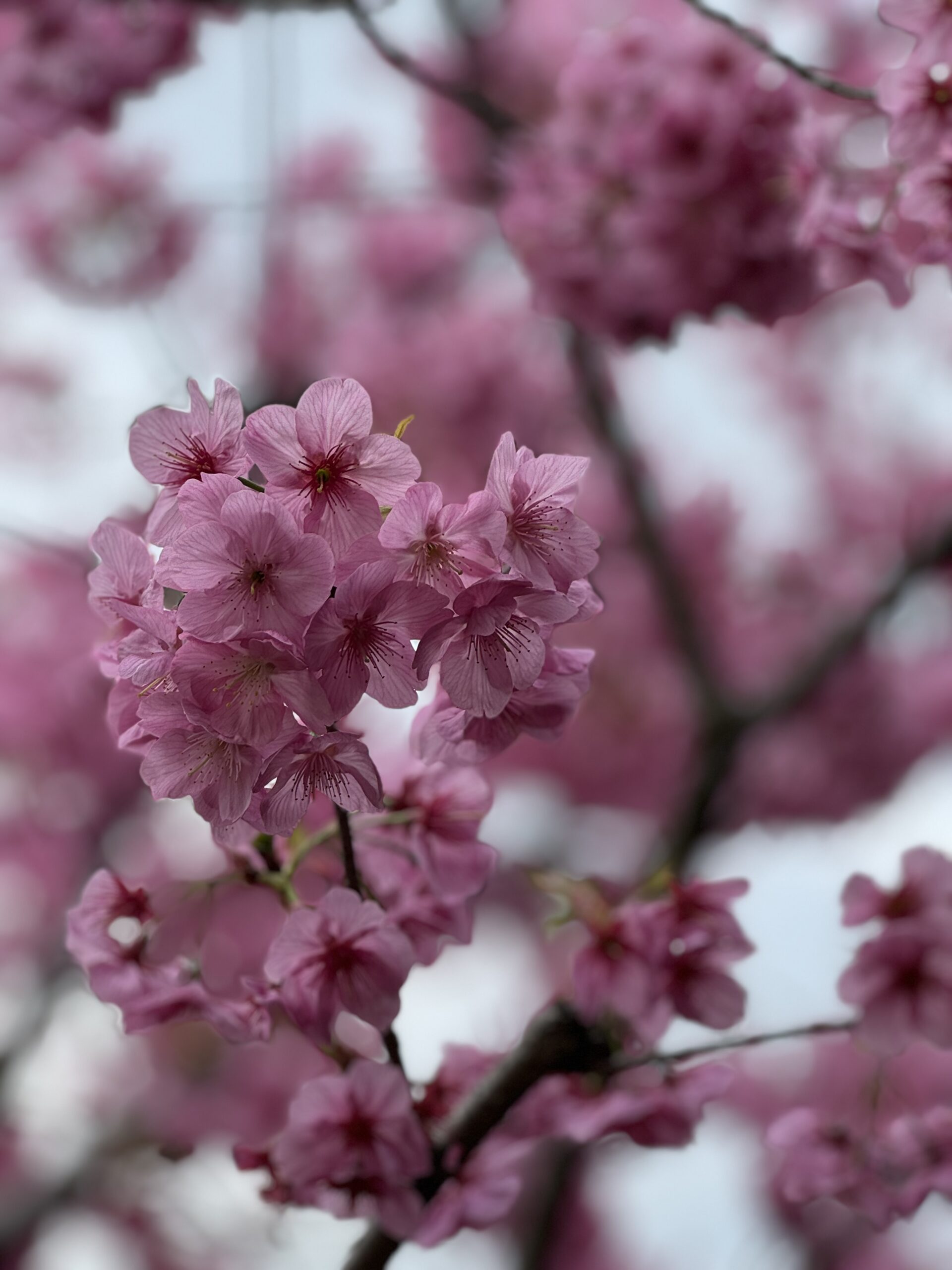 桃の節句 ☆古城事業所☆ – ひなたグループ