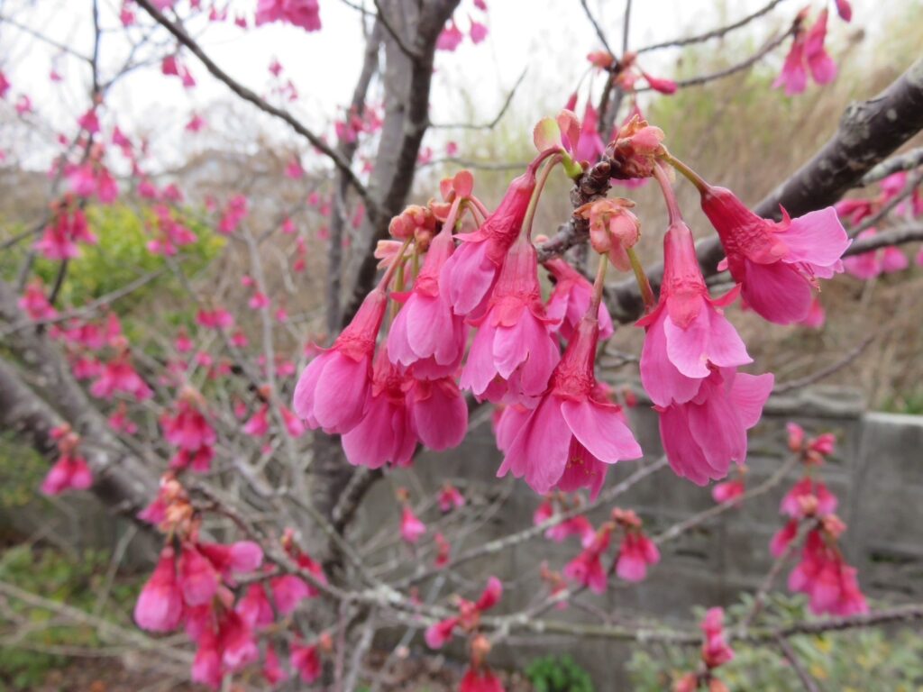 日奈久便り ☆Part4☆ – ひなたグループ